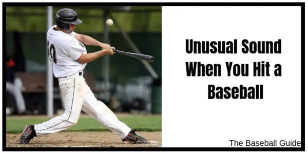 How to Tell If Your Bat is Dead? - Signs of a Dead Bat
